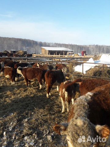Бычки и телки. крс герефорд- казахская белоголовая
