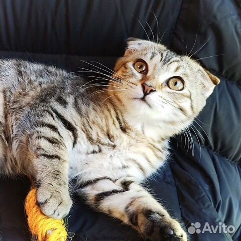 Вислоухий котенок