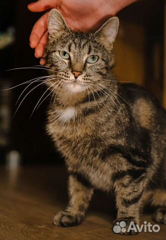 Кошка в дар