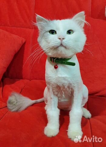 Котик Снежок ищет маму / папу
