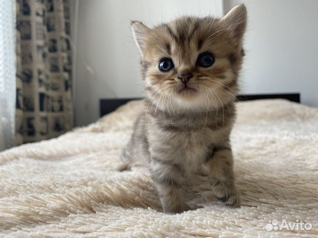 Шотландский котёнок (девочка)