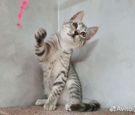 Котёнок мальчик, окрас вискас