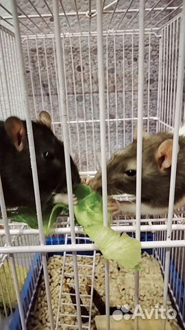Отдам 2 крыс-девочек