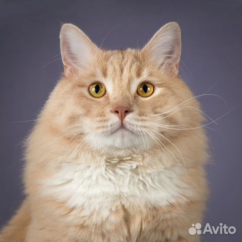 Кот Василий ищет дом и свою семью