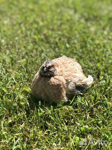 Перепела несушки