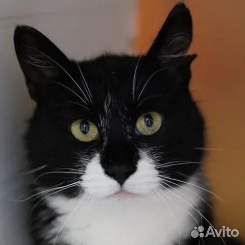 Кошка Дарси ищет дом