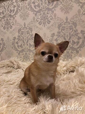 Случка собак