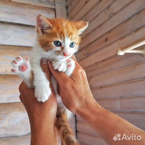 Котёнок девочка в добрые руки