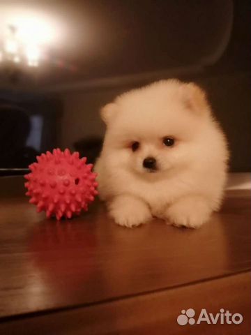 Померанский шпиц