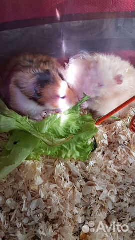 2 Сирийских хомяка (мальчики)