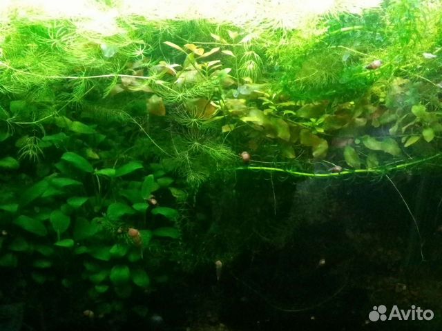 Аквариумные растения, прополка+ креветки