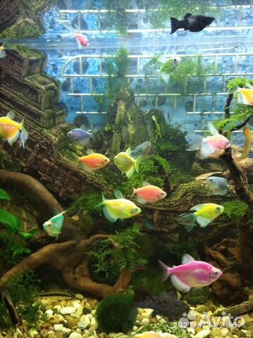 Рыба аквариумная "тернеция гло"