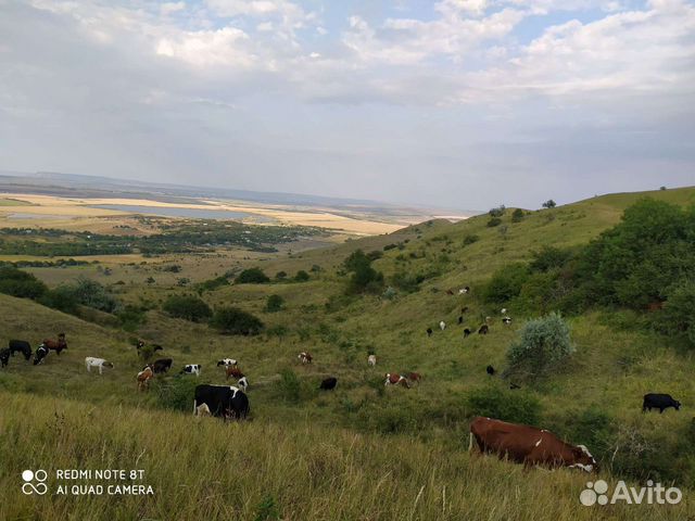 3 коровы 3 телочки 4 месяца