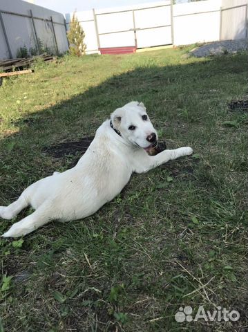 Среднеазиатская овчарка