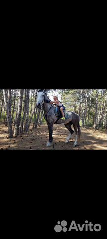 Лошадь,мерин