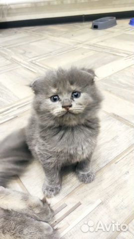 Девочка серая котенок полушотландка