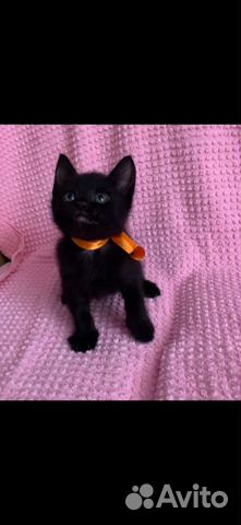 Девочка ищет дом