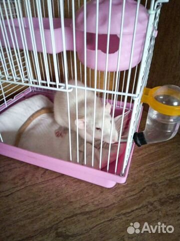 Крыска Лариска добрая, очень ручная