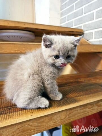 Шотландские плюшевые котята