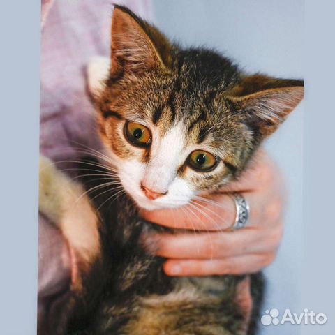 Котенок девочка трехцветная в дар