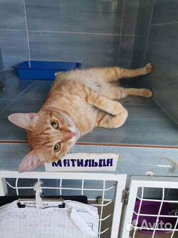 Феликс рыжий кот