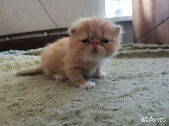 Экзотические котята