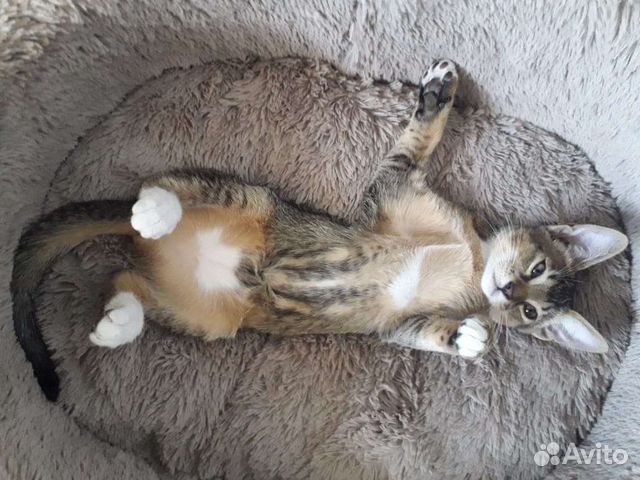 Абиссинский котенок-полукровка. Девочка