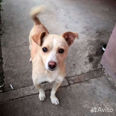 Кобелек молодой, мелкий в добрые руки