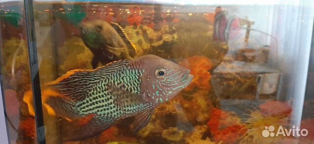 Рыбки Акара