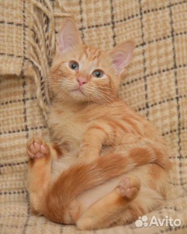 Котенок мальчик 3 мес