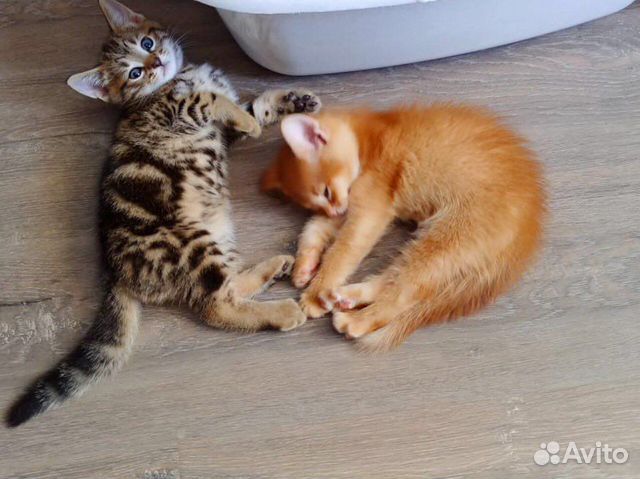 Британская кошка