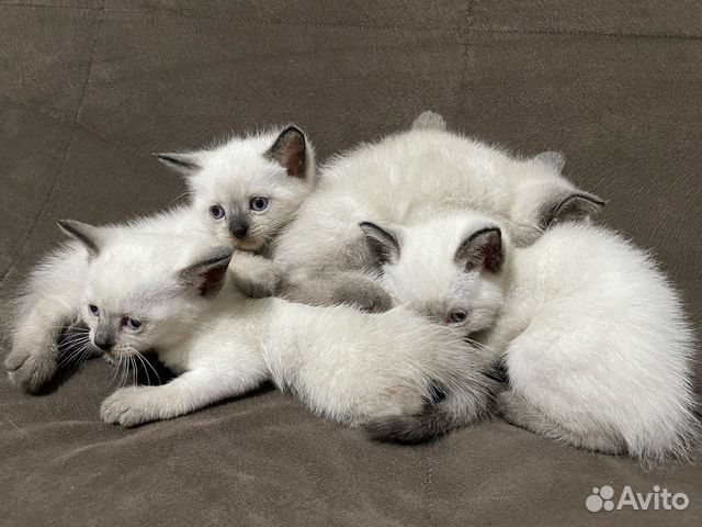 Котята тайские - шиншиллы