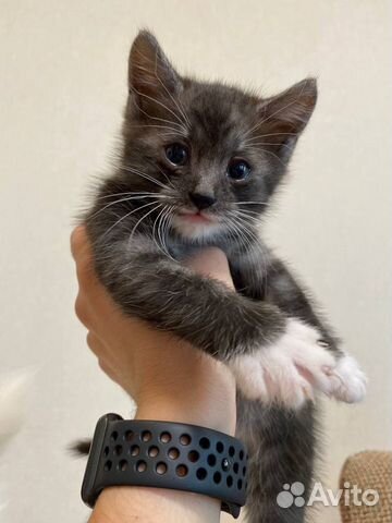 Котенок в хорошие руки