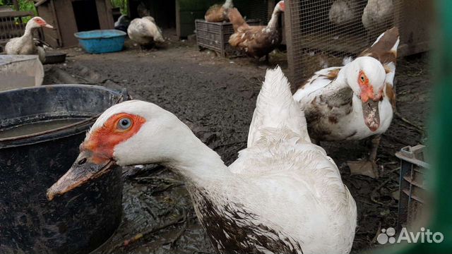 Мускусные утки