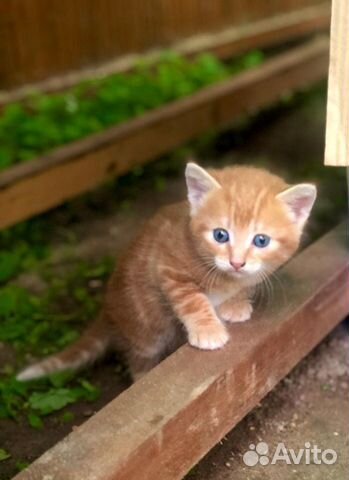 Красивым котятам 1,5 мес нужен дом
