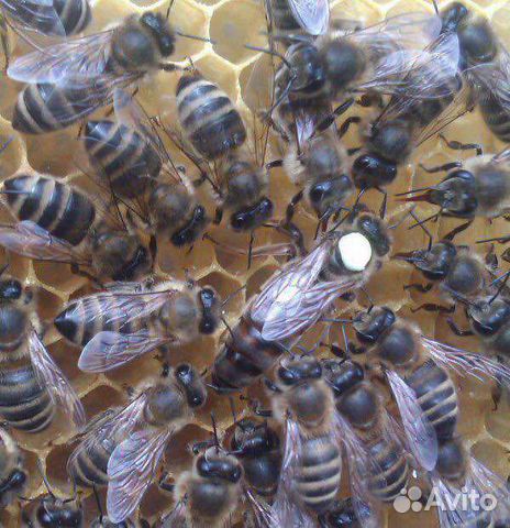 Матки карпатка плодные 2021