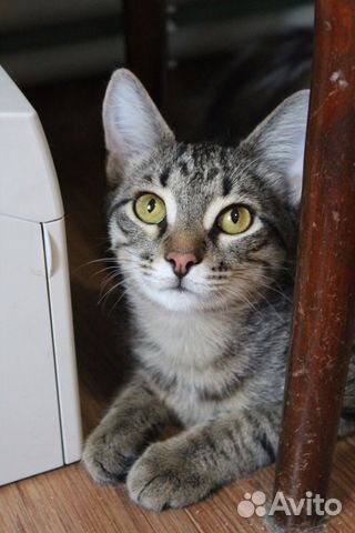 Полосатик Котик