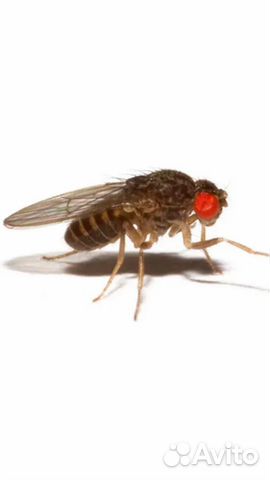 Живой корм мушка дрозофила