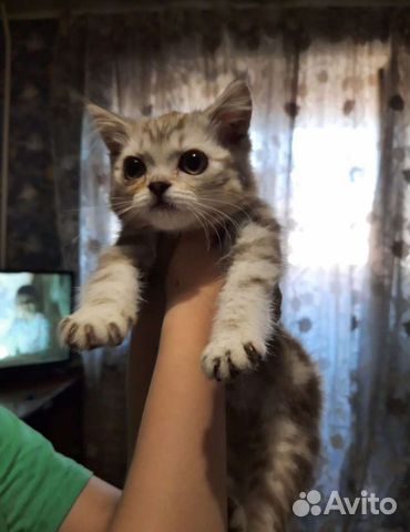 Шотландские мраморные котята. (Две кошечки).1.04.2
