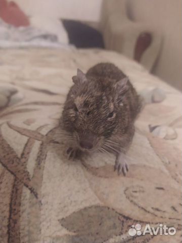 Белка дегу. Отдам. В добрые руки