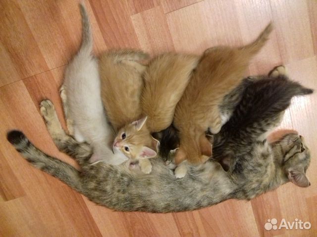 Отдадим котят в добрые руки. Родились 29 мая