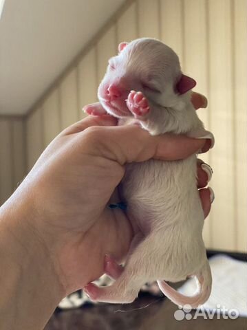 Мальтийская болонка