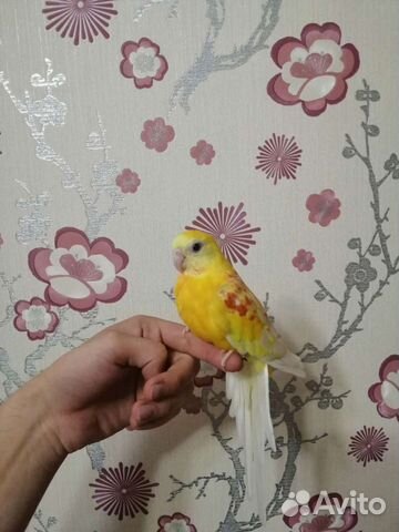 Отдаём попугая редкой породы в добрые руки