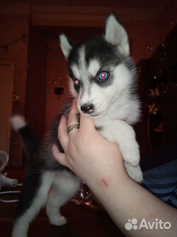 Сибирский хаски