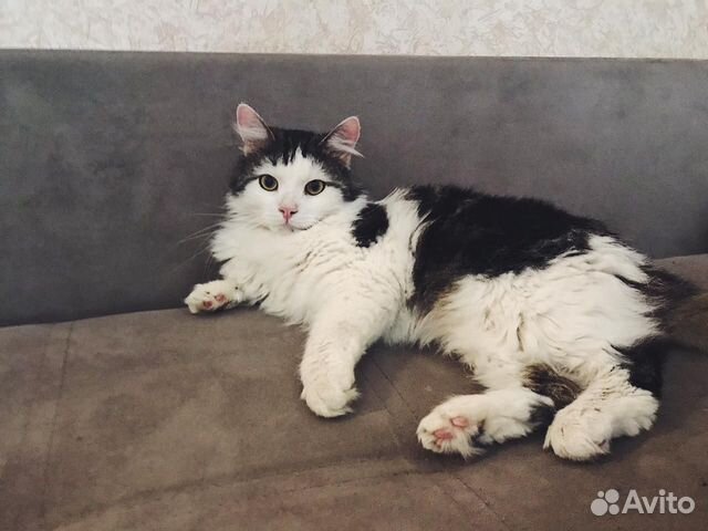 Кот Валера 2 года