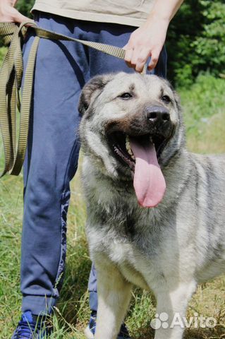 Боцман ищет хозяина