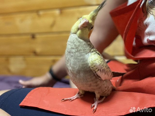 Попугай Корелла птенец с днк тестом Самц