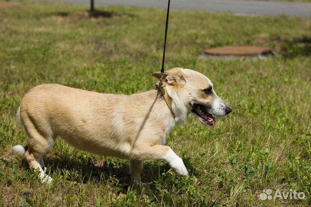 Коротконогая собачка, 1 год