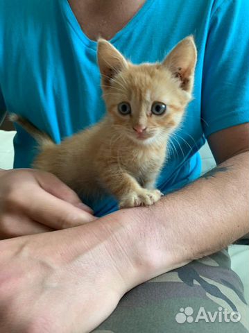 Рыжий котенок в добрые руки