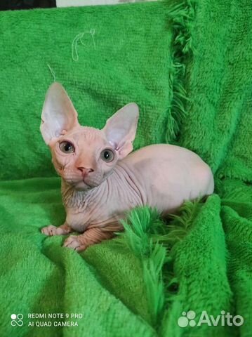 Котёнок Бамбино